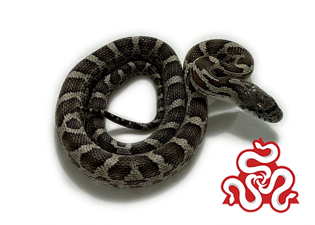 Het Lemon Gray Rat Snake by Travis Whisler Reptiles - MorphMarket