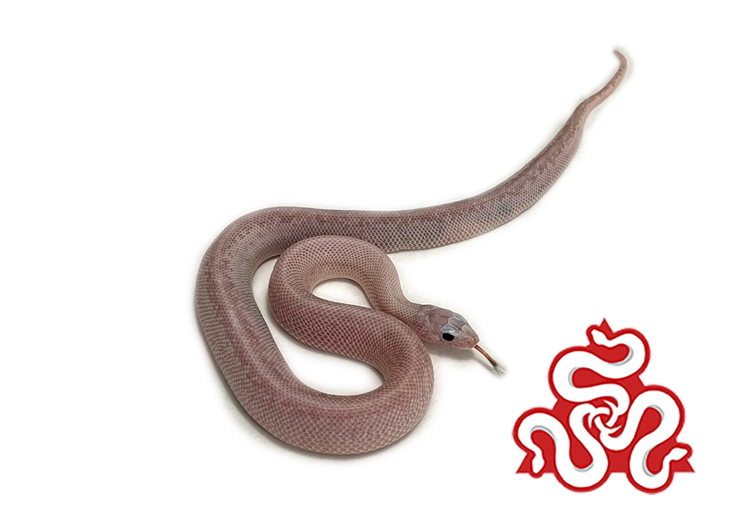 Hypo Axanthic Patternless Whitesided Bullsnake by Travis Whisler ...