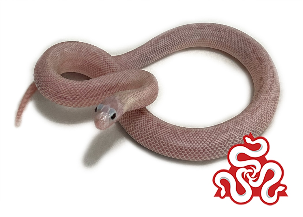 Hypo Axanthic Patternless Whitesided Bullsnake by Travis Whisler ...