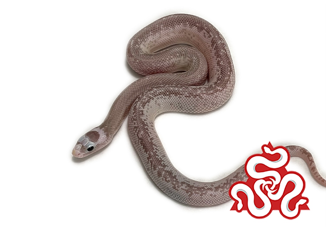 Axanthic Patternless Whitesided, Het Hypo Bullsnake by Travis Whisler ...