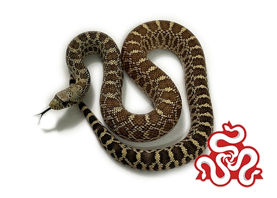 Hypo Het Axanthic Patternless Whitesided Bullsnake by Travis Whisler ...