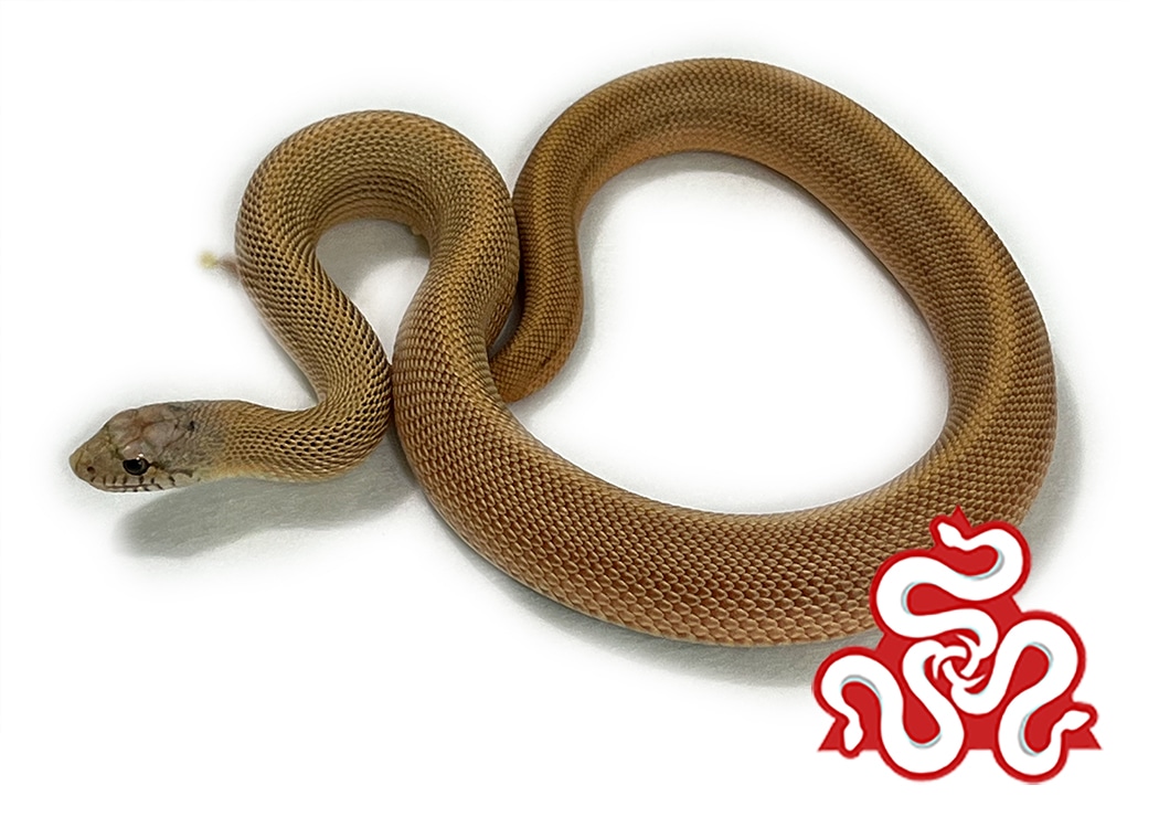 Hypo Patternless Het Axanthic Whitesided Bullsnake by Travis Whisler ...