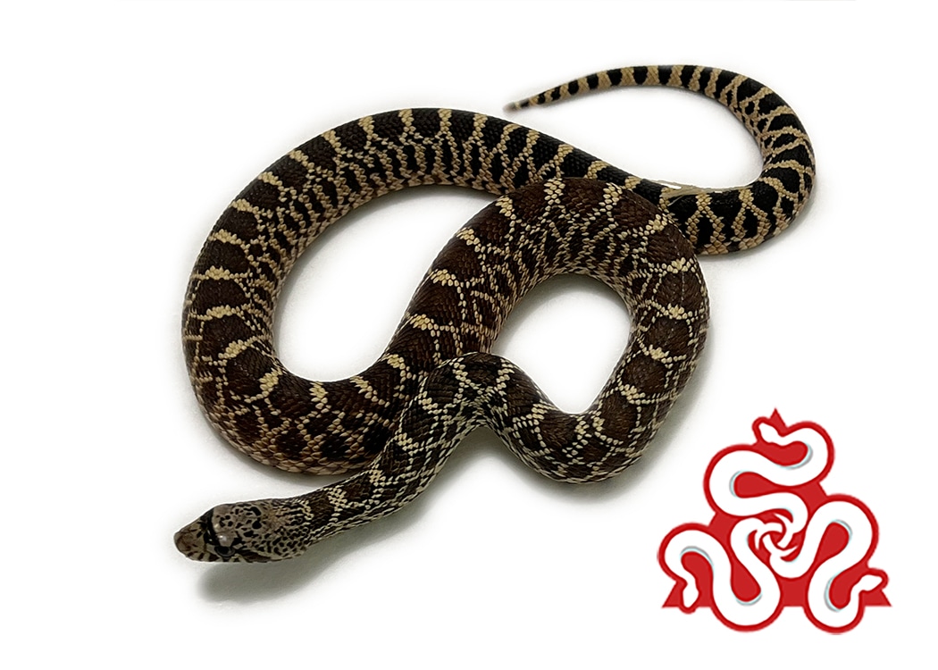 Het Axanthic Whitesided Hypo Patternless Bullsnake by Travis Whisler ...