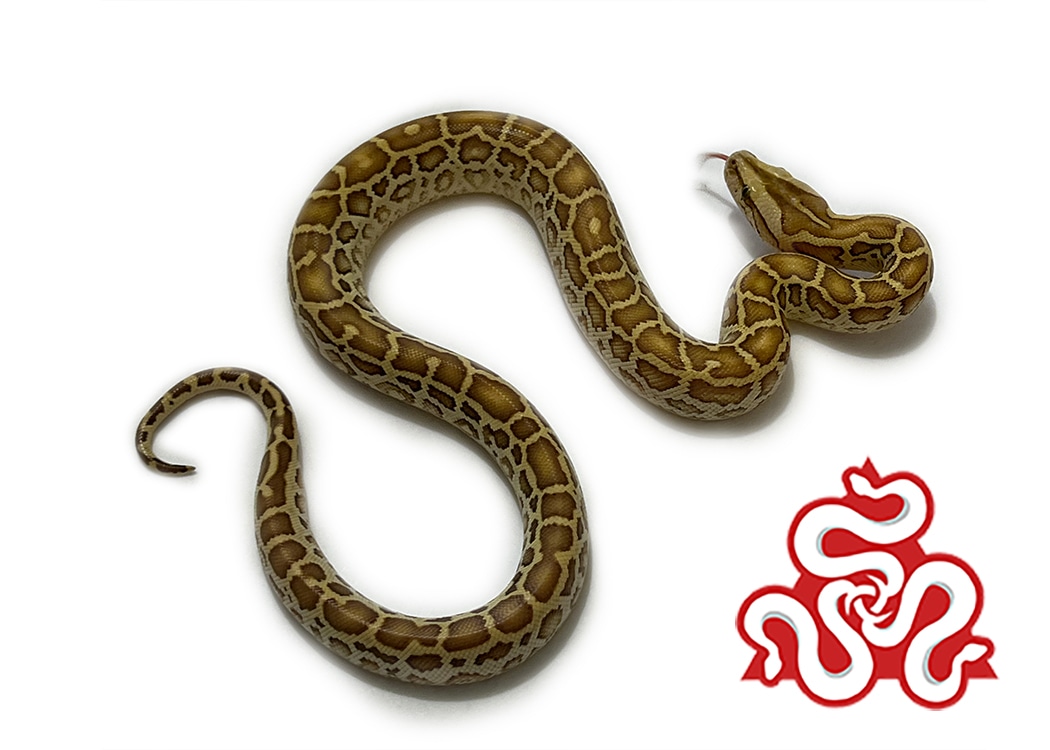 Hypo Het Granite Burmese Python by Travis Whisler Reptiles - MorphMarket