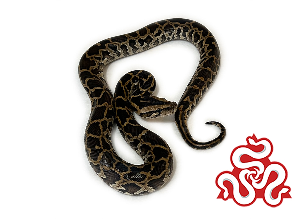 Het Granite Burmese Python by Travis Whisler Reptiles - MorphMarket