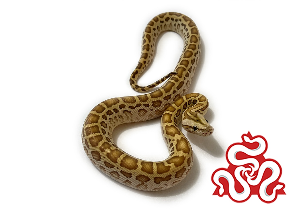 Hypo Het Granite Burmese Python by Travis Whisler Reptiles - MorphMarket