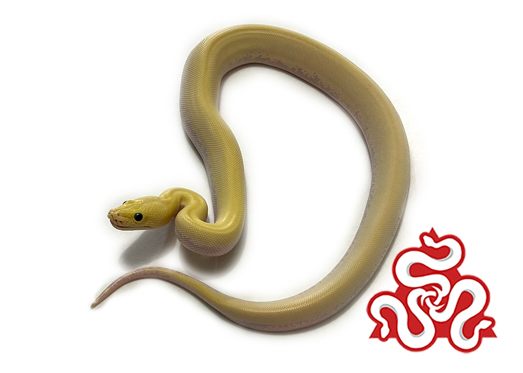 Ivory Het Granite Burmese Python by Travis Whisler Reptiles - MorphMarket