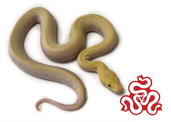 Ivory Het Granite Burmese Python by Travis Whisler Reptiles