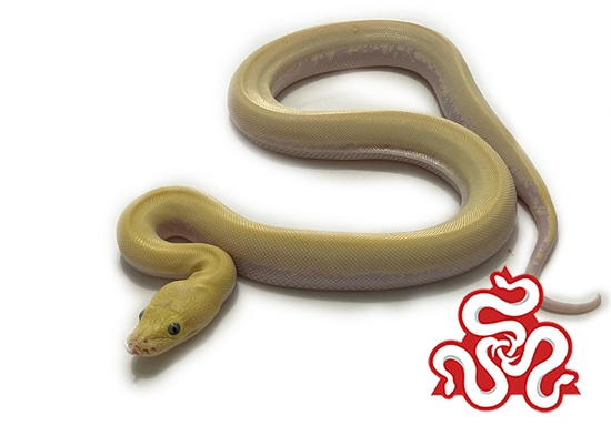 Ivory Het Granite Burmese Python by Travis Whisler Reptiles