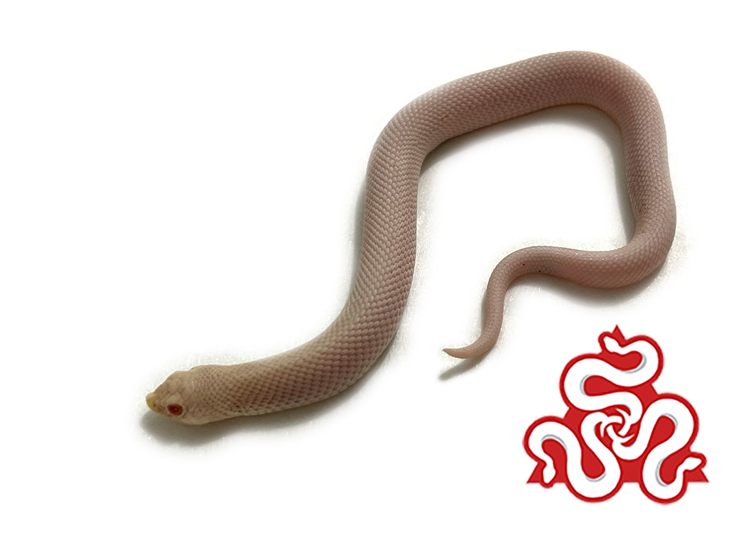 Albino Leucistic Western Hognose by Travis Whisler Reptiles - MorphMarket