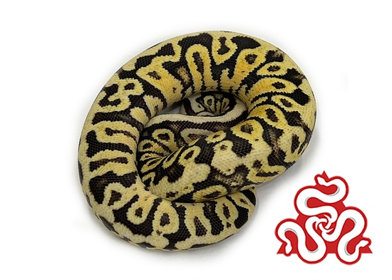 Firefly Spotnose Het Clown Ball Python by Travis Whisler Reptiles