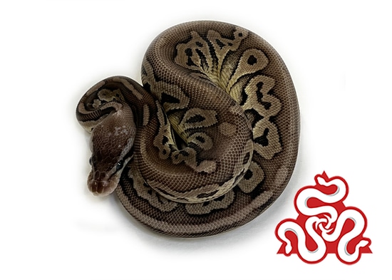 Pewter Het Desert Ghost Ball Python by Travis Whisler Reptiles