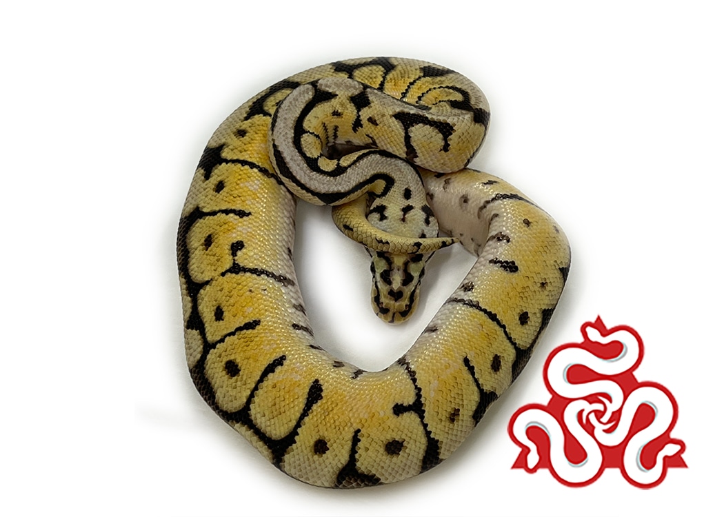 Bumblebee Het Clown Ball Python by Travis Whisler Reptiles - MorphMarket