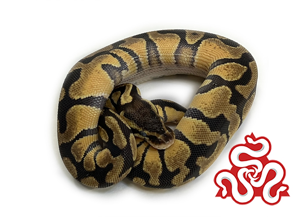 Pastel Enchi Het Desert Ghost Ball Python by Travis Whisler Reptiles ...
