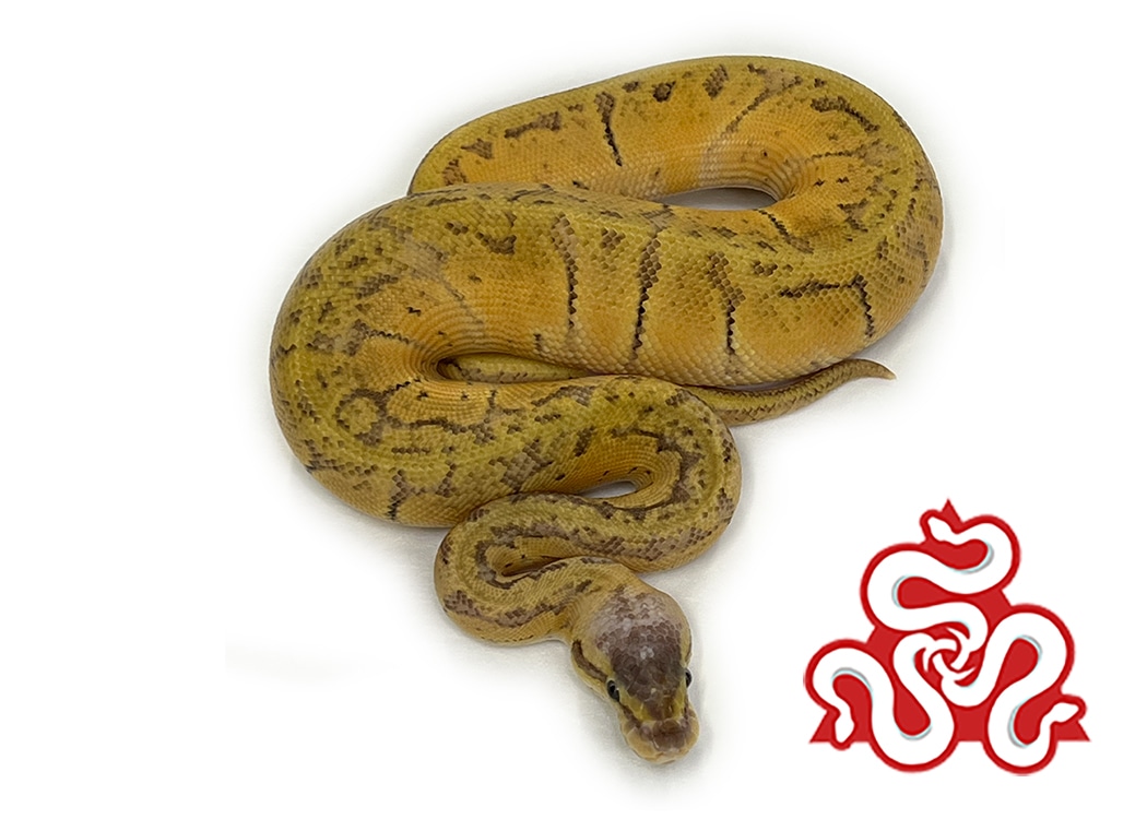 Super Pastel Pinstripe Ball Python by Travis Whisler Reptiles - MorphMarket