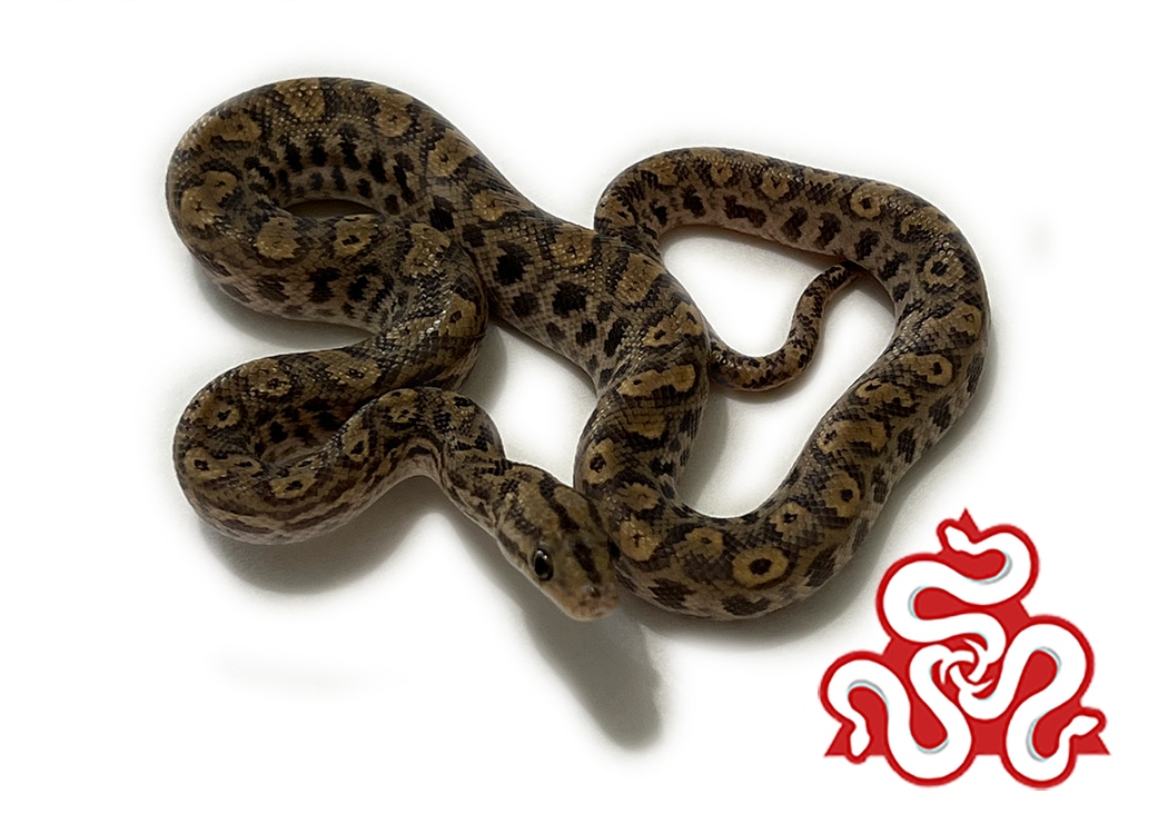 Anerythristic Colombian Rainbow Boa by Travis Whisler Reptiles ...