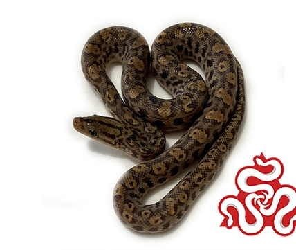 Anerythristic Colombian Rainbow Boa by Travis Whisler Reptiles ...