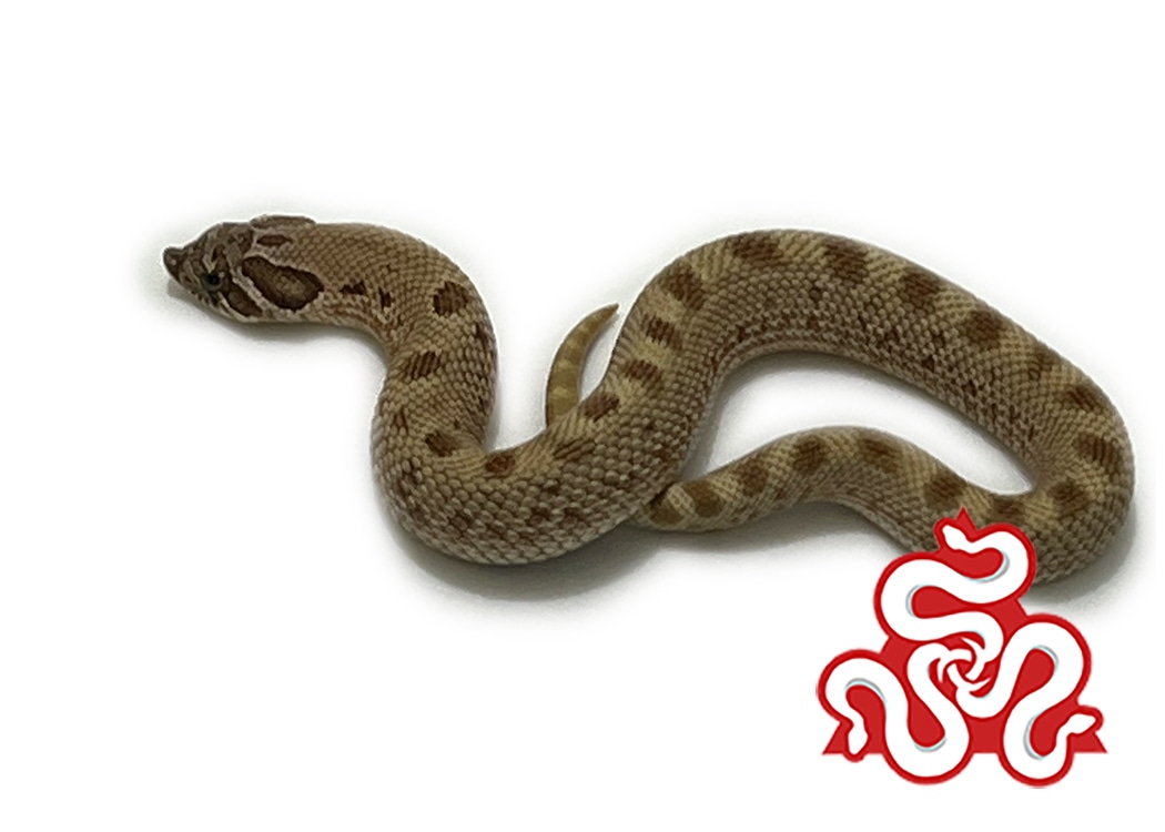 Conda Het Lavender Toffee Western Hognose by Travis Whisler Reptiles ...