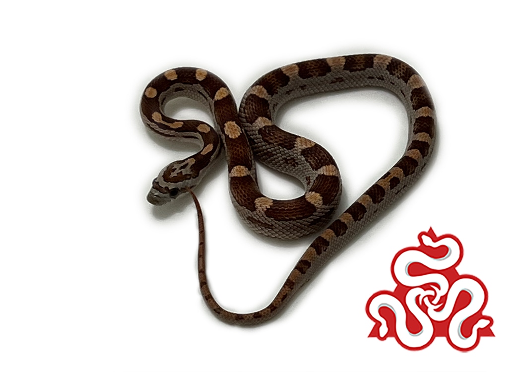 Motley Het Amel Scaleless Corn Snake by Travis Whisler Reptiles ...