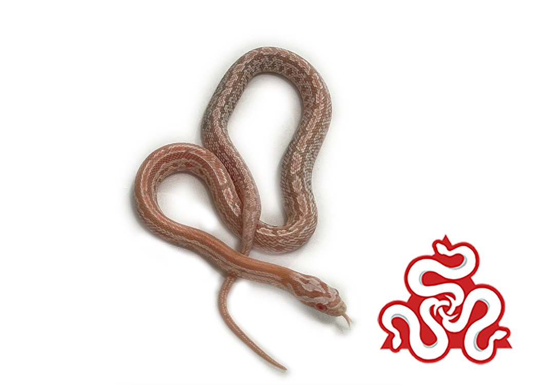 Coral Snow Tessera Corn Snake by Travis Whisler Reptiles - MorphMarket
