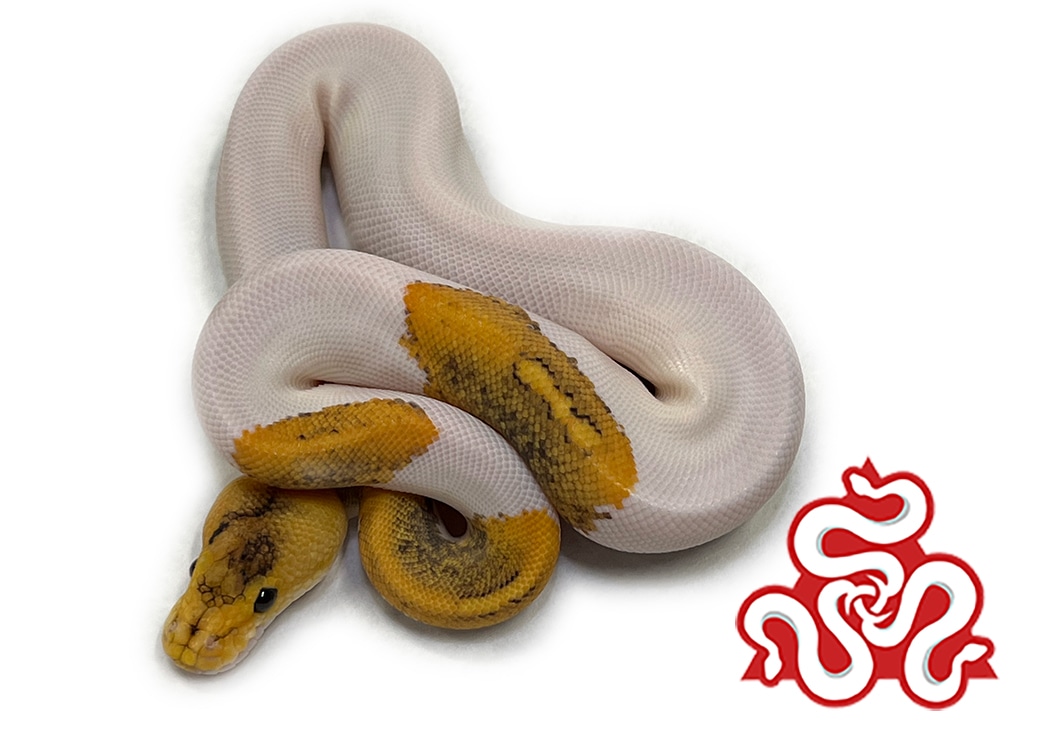Champagne OD Het Pied Ball Python by Travis Whisler Reptiles - MorphMarket