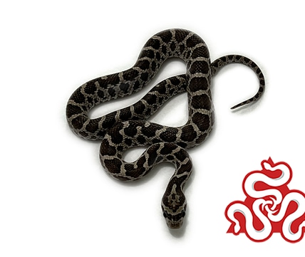 Anerythristic Emory's Other Rat Snake by Travis Whisler Reptiles ...