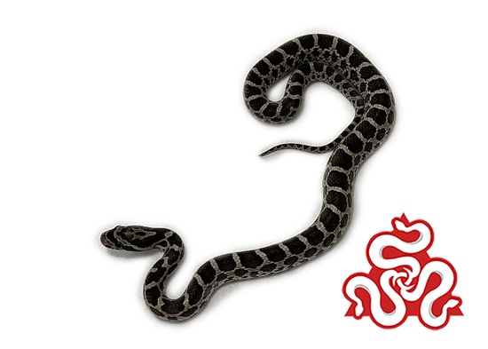 Anerythristic Emory's Other Rat Snake by Travis Whisler Reptiles