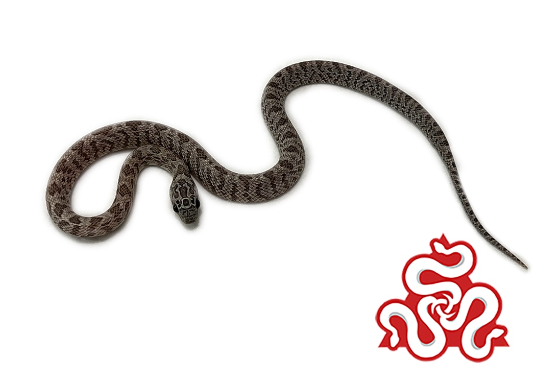 Shatter Corn Snake by Travis Whisler Reptiles - MorphMarket