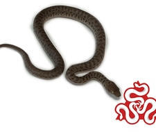 Children's Pythons for Sale - MorphMarket US & Canada