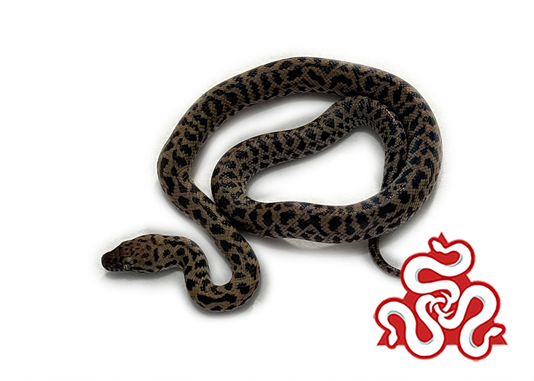 Spotted Spotted Python by Travis Whisler Reptiles - MorphMarket