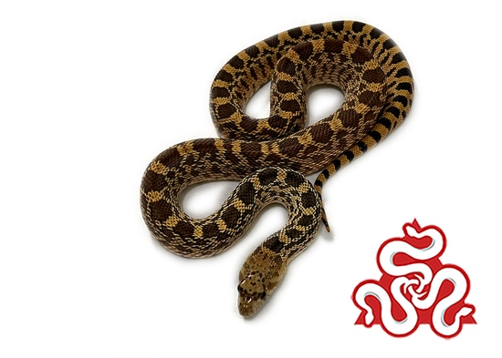 Het Miami Axanthic Bullsnake by Travis Whisler Reptiles