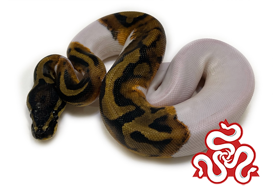 Pied Ball Python by Travis Whisler Reptiles - MorphMarket US & Canada