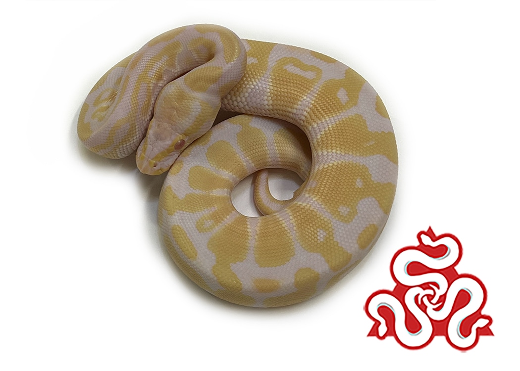 Albino Het VPI Axanthic Ball Python by Travis Whisler Reptiles ...
