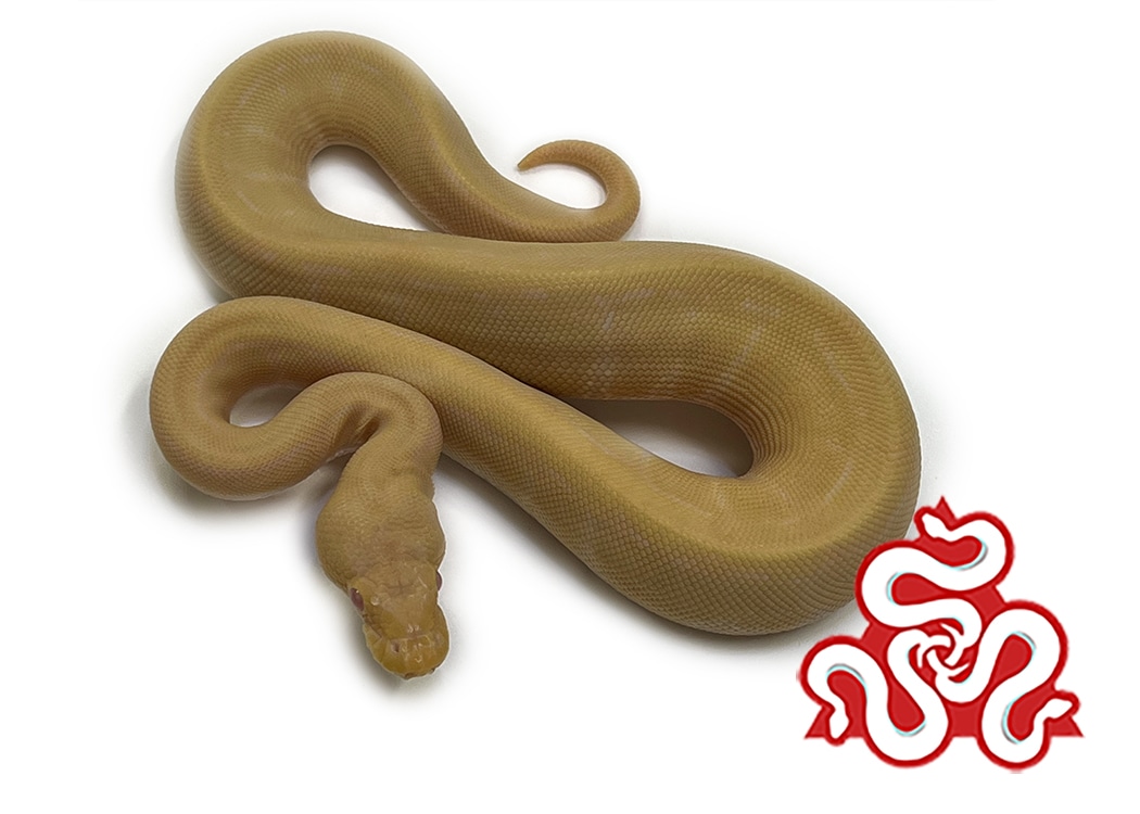 Albino Pinstripe Het VPI Axanthic Ball Python by Travis Whisler ...