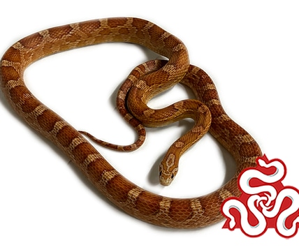 Anerythristic Corn Snake by Travis Whisler Reptiles - MorphMarket