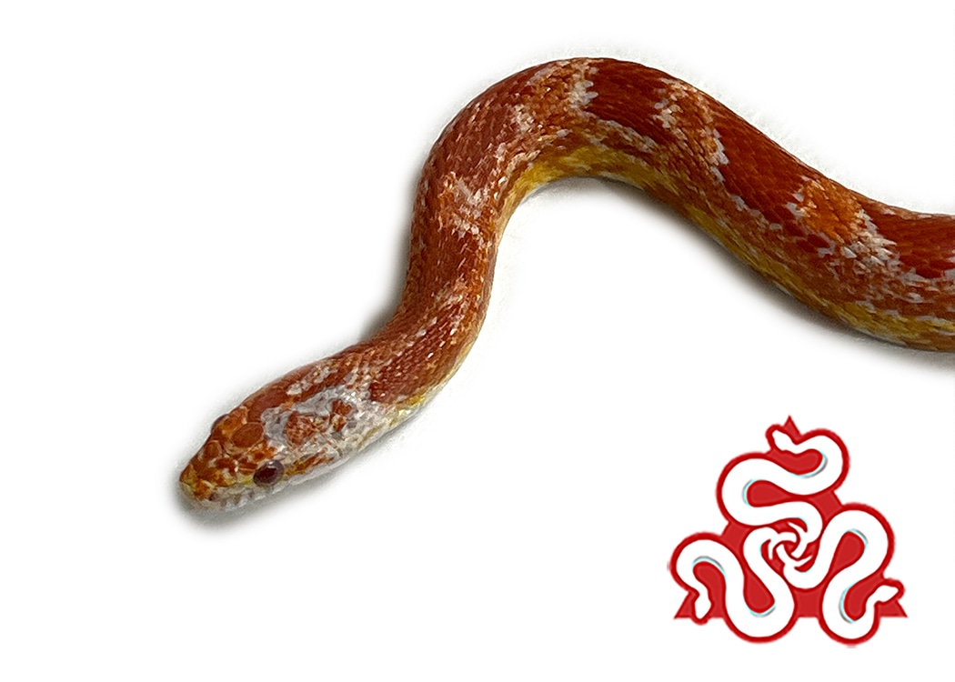 Paradox Amel Corn Snake by Travis Whisler Reptiles - MorphMarket