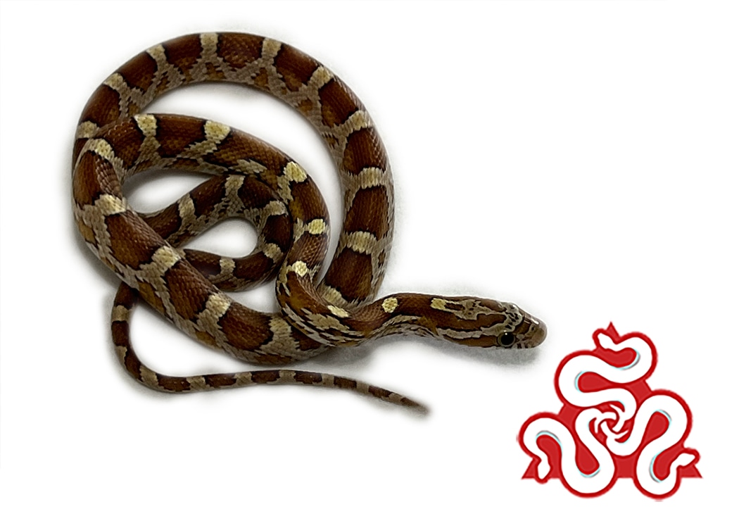 Caramel Het Palmetto Amel Corn Snake by Travis Whisler Reptiles ...