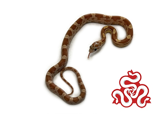 Topaz Corn Snake by Travis Whisler Reptiles
