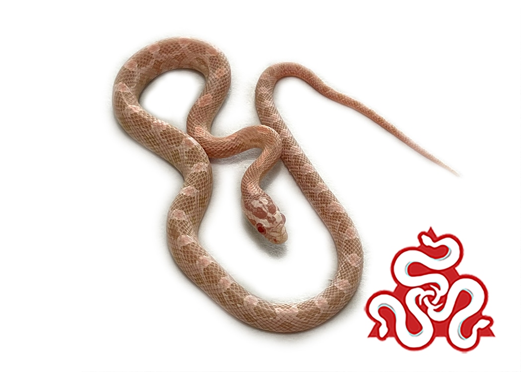 Coral Snow Corn Snake by Travis Whisler Reptiles - MorphMarket