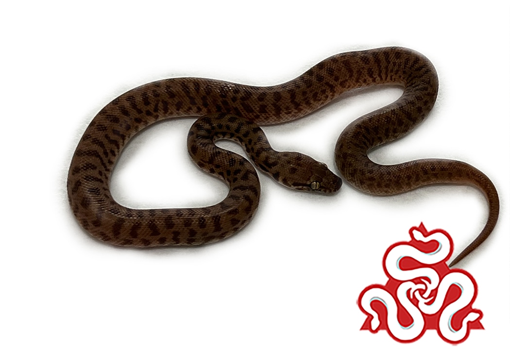 Children's Children's Python by Travis Whisler Reptiles - MorphMarket