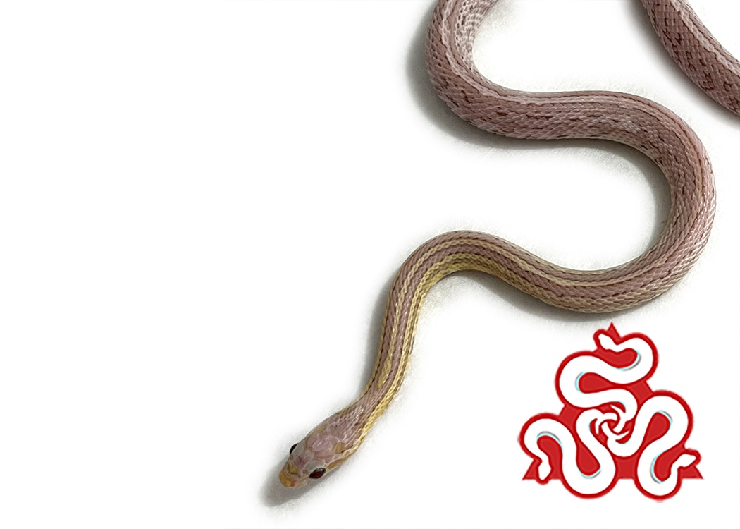 Ultramel Charcoal Tessera Corn Snake by Travis Whisler Reptiles ...