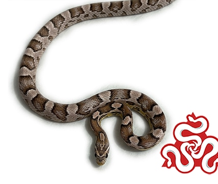 Anerythristic Corn Snake by Travis Whisler Reptiles - MorphMarket