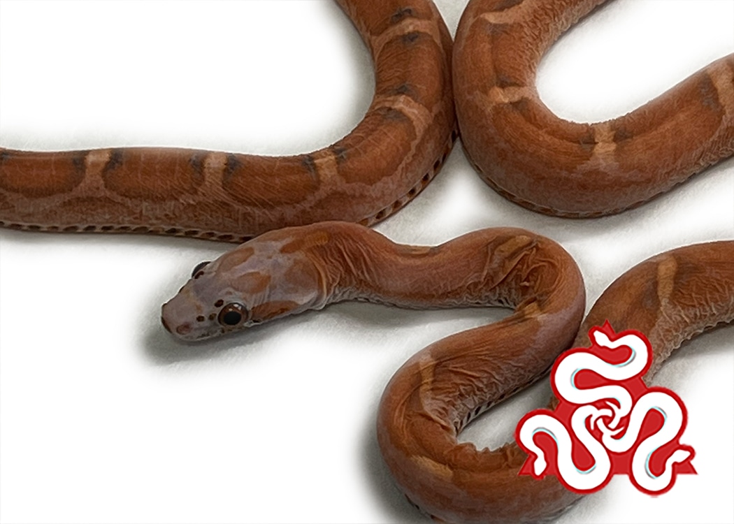 Scaleless Blood Corn Snake by Travis Whisler Reptiles - MorphMarket