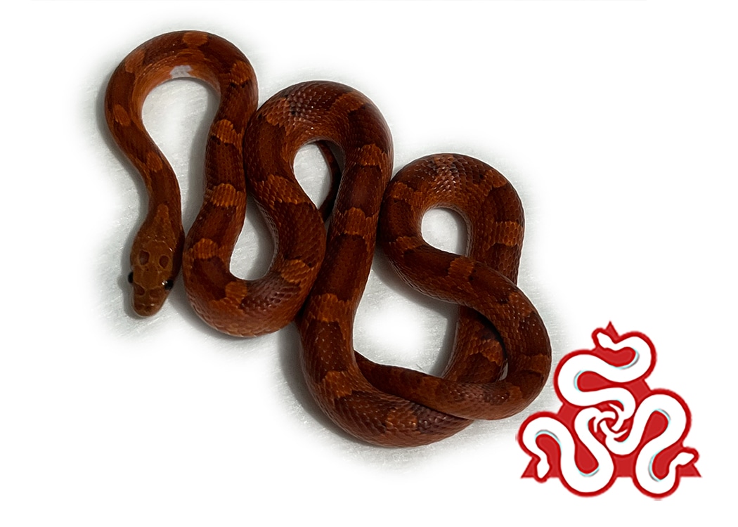 Pied Sided Bloodred Corn Snake by Travis Whisler Reptiles - MorphMarket