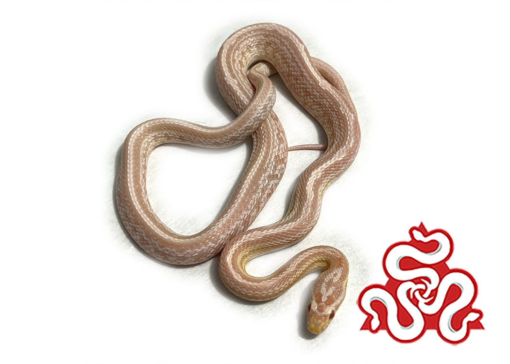 Snow Tessera Corn Snake by Travis Whisler Reptiles - MorphMarket