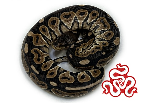 Chocolate Cinnamon Het Hypo Ball Python by Travis Whisler Reptiles