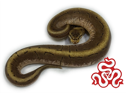 Spinner Het TSK Axanthic Ball Python by Travis Whisler Reptiles