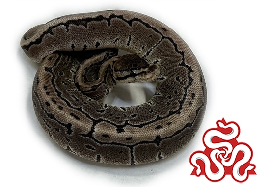 TSK Axanthic Pinstripe Ball Python by Travis Whisler Reptiles