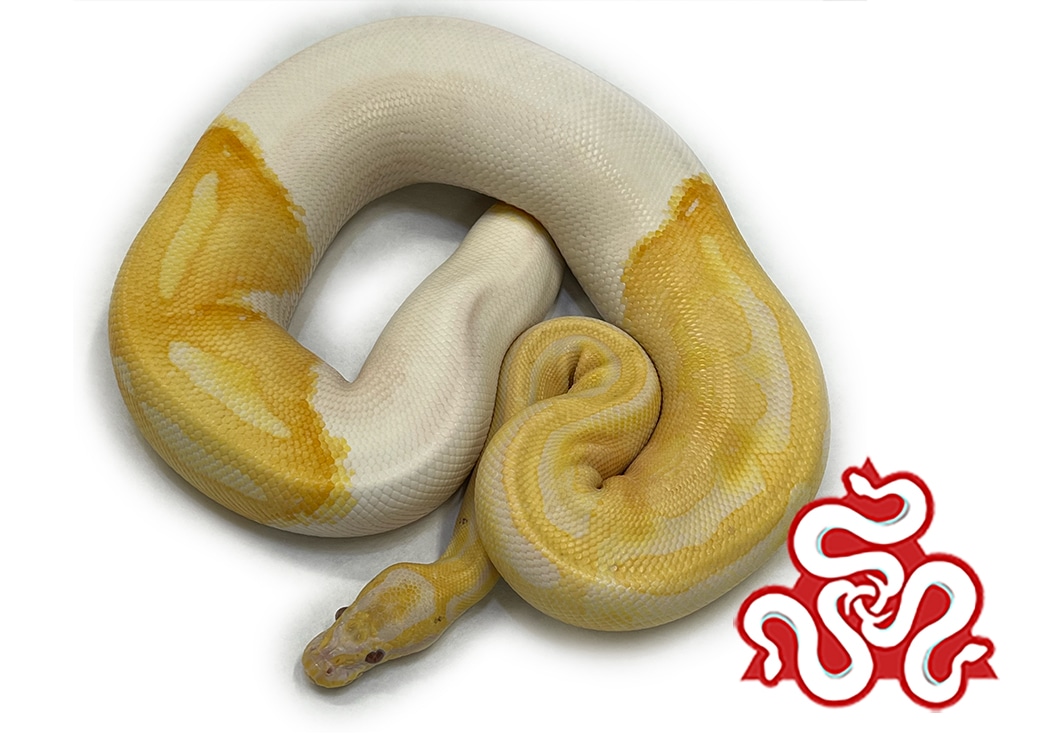 Lavender Pied Ball Python by Travis Whisler Reptiles - MorphMarket