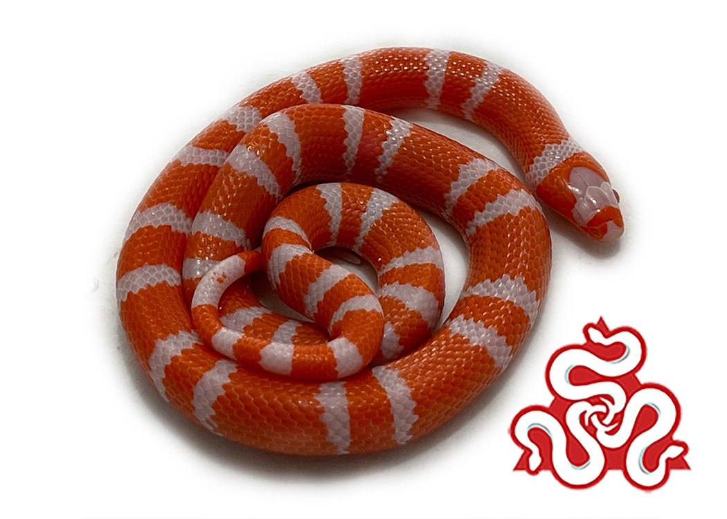 Albino Tangerine Honduran Milk Snake by Travis Whisler Reptiles ...